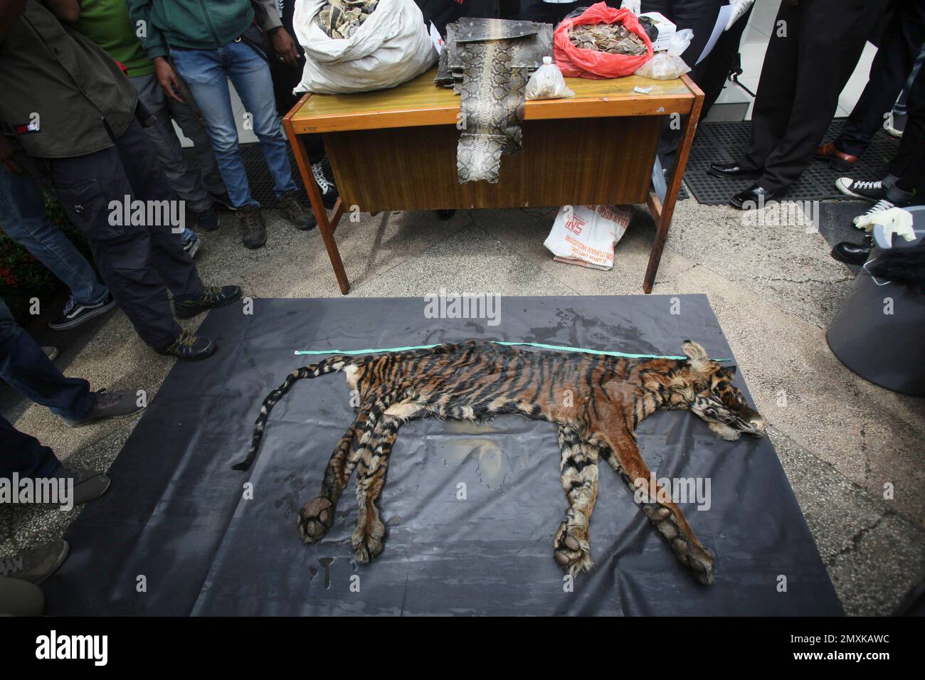 The skin of a Sumatran tiger recently confiscated from poachers is ...