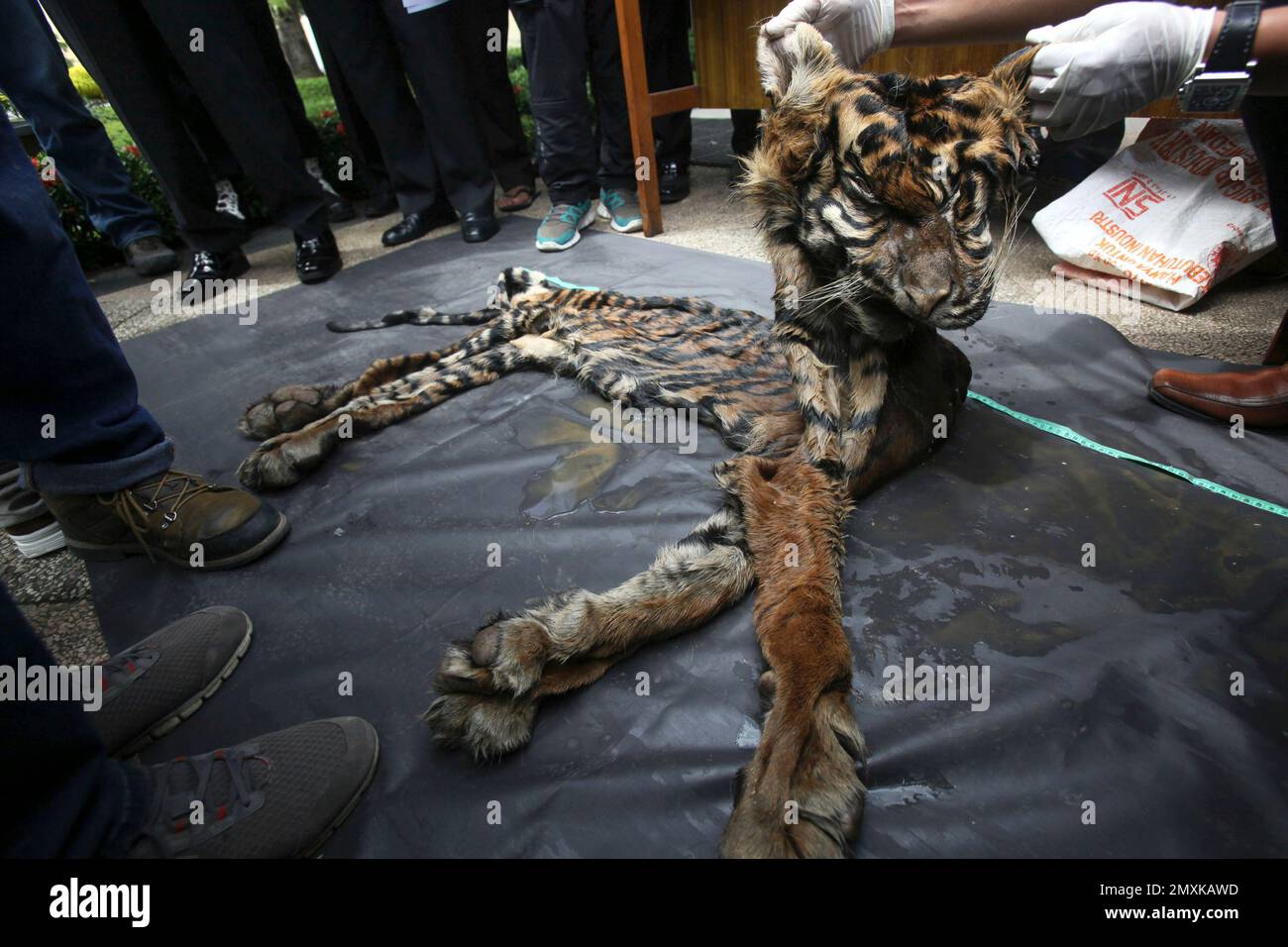 An Indonesian police officer shows the skin of a Sumatran tiger ...