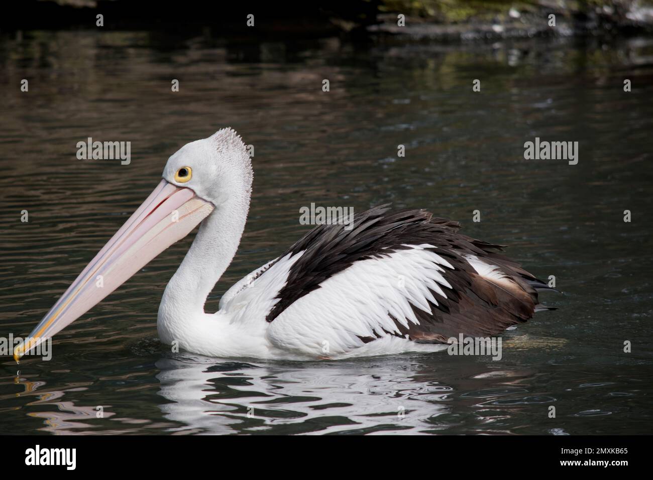 this is a side view of a pelican swimming in the lake Stock Photo - Alamy