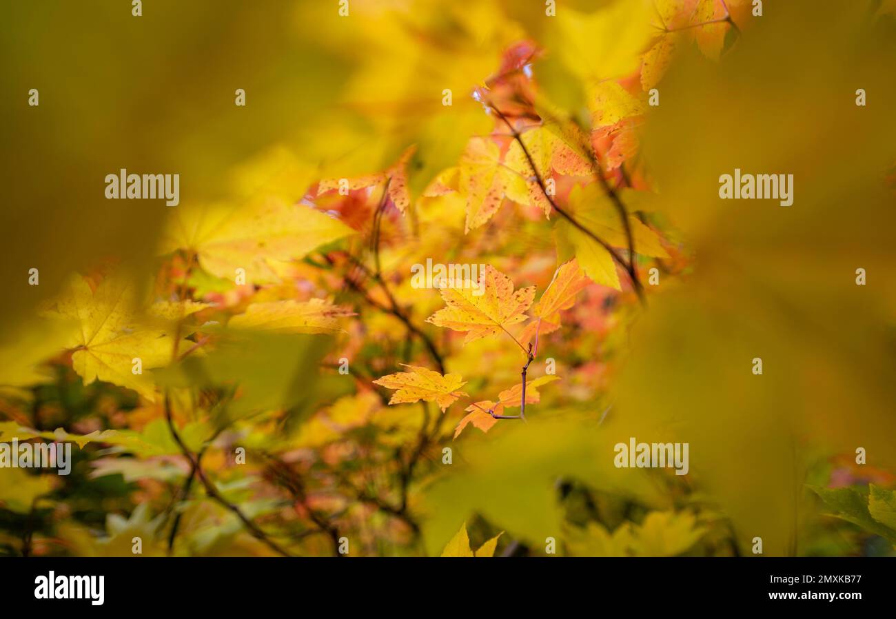 Indian Summer, yellow, orange and red leaves of a Maple (Acer), autumn ...