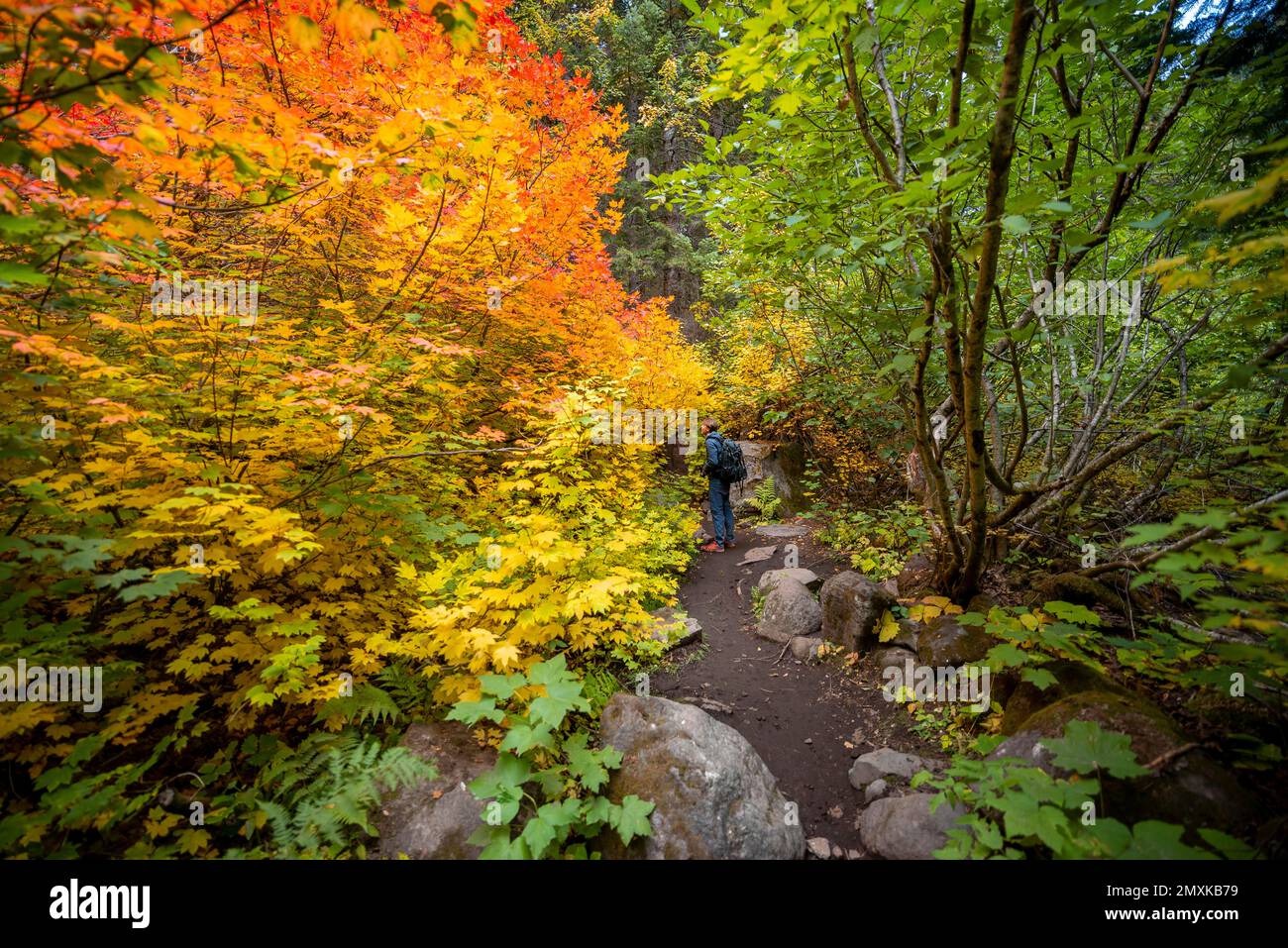 Hikers on a trail in the forest, Indian Summer, yellow, orange and red ...