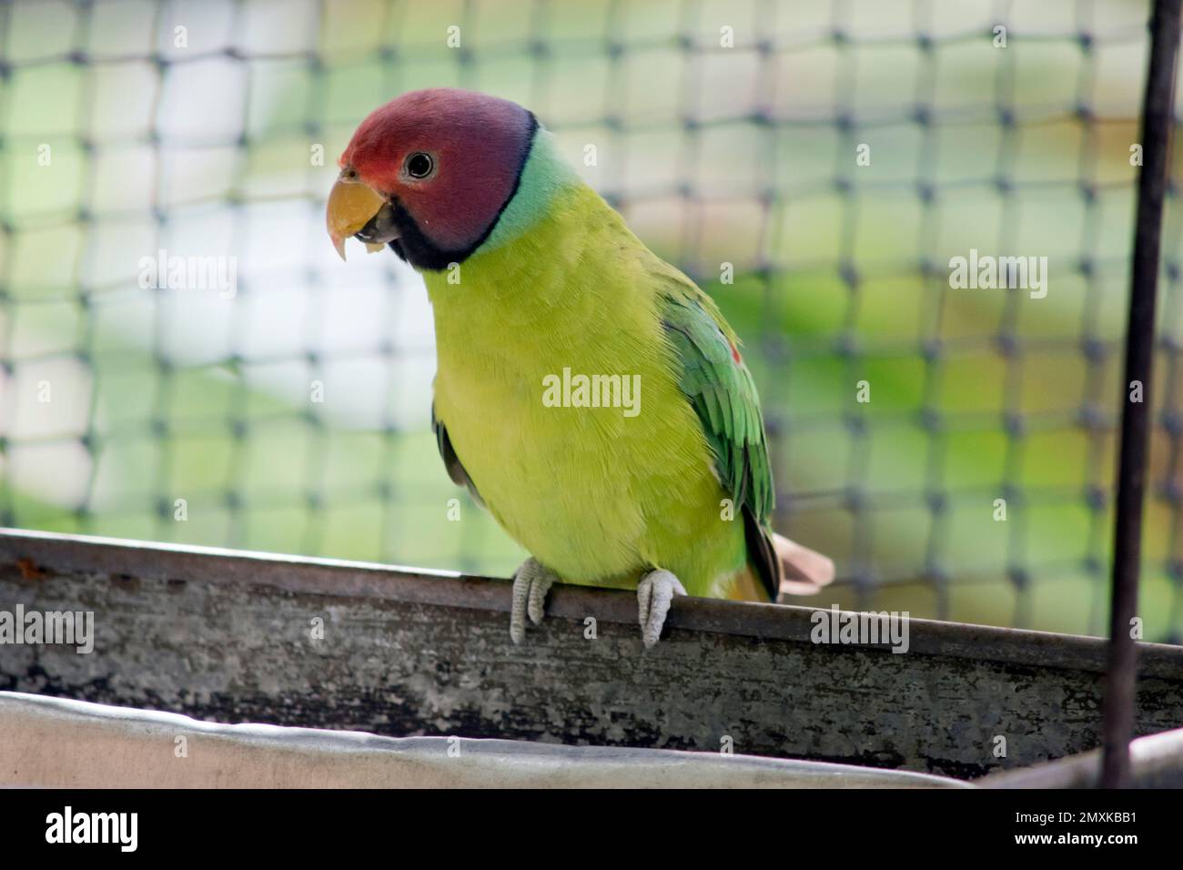 the plum headed parakeet has a green body and a plum head Stock Photo ...