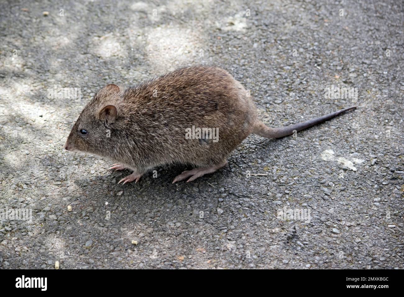 the long nosed potoroo is a small marsupial Stock Photo - Alamy