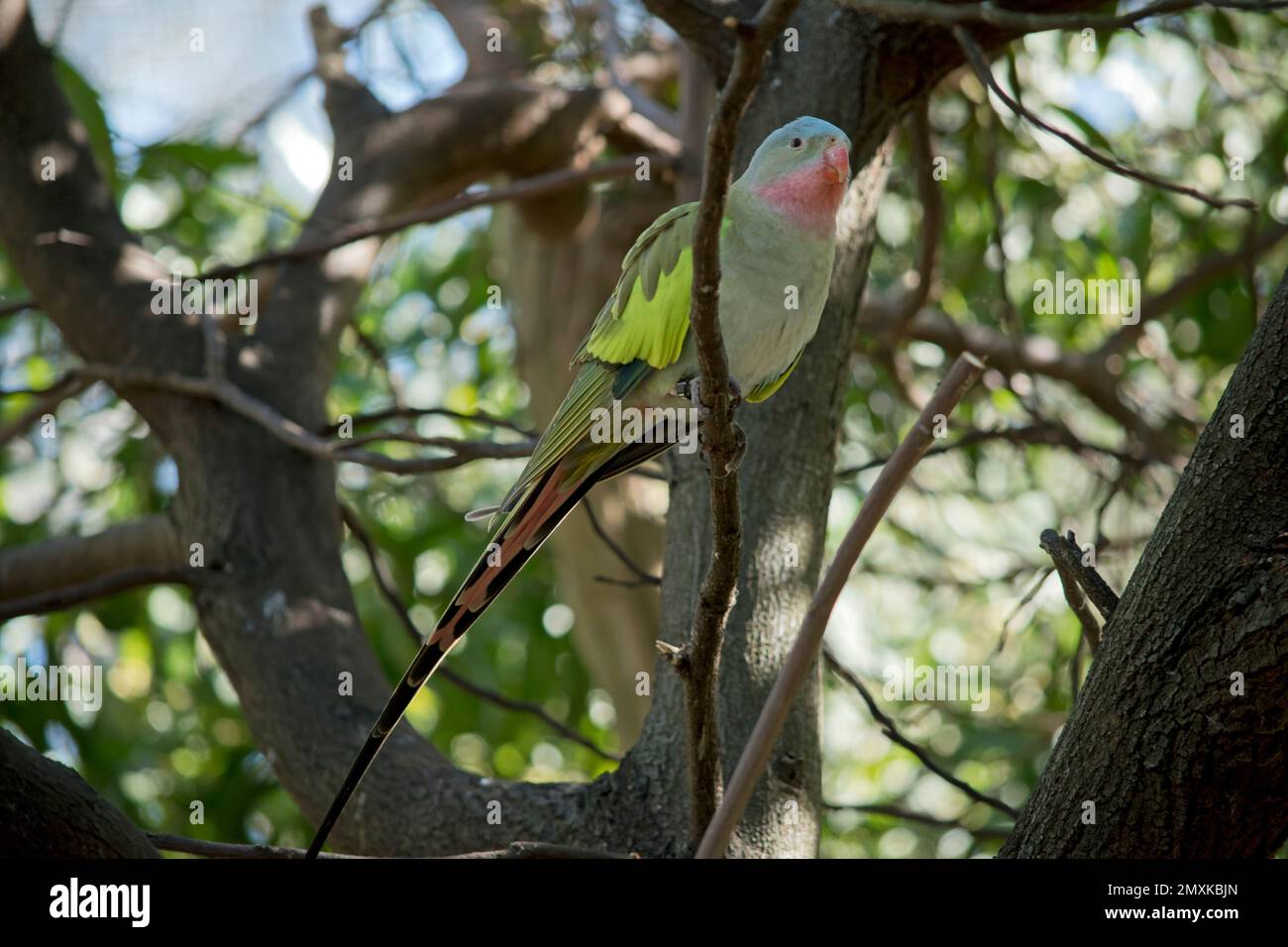 the princess parrot is perched in a tree Stock Photo - Alamy