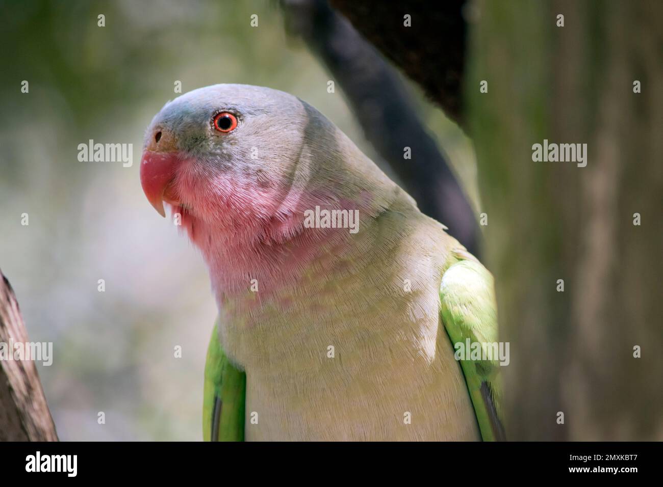 Princess parrot hi-res stock photography and images - Alamy