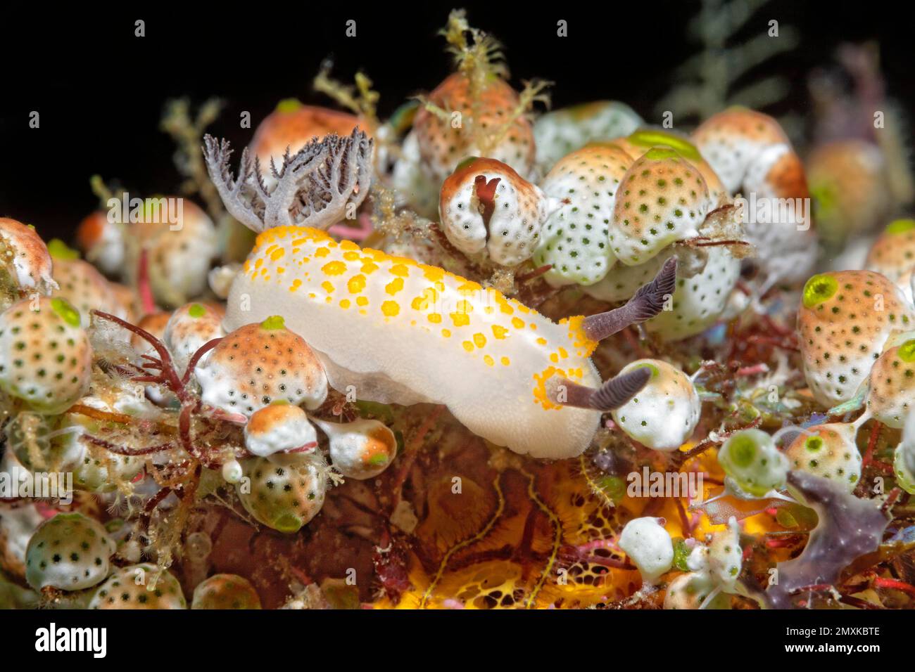 Yellow spotted magnificent snail hi-res stock photography and images ...