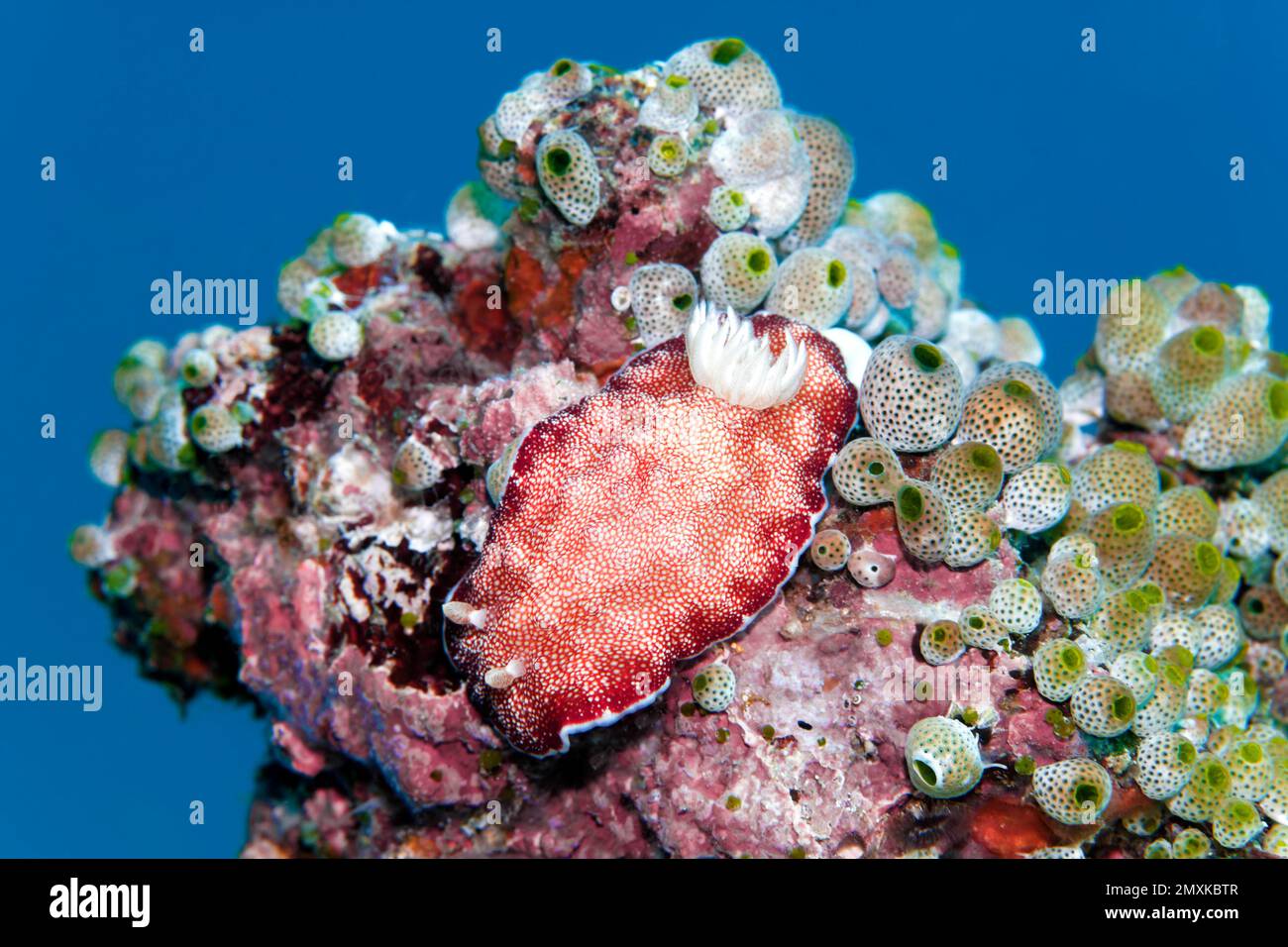 Chromodoris reticulata sea slug hi-res stock photography and images - Alamy