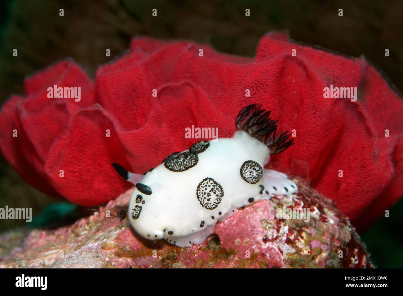 Hind gill snail, nudibranch (Jorunna funebris) in front of clutch of a ...