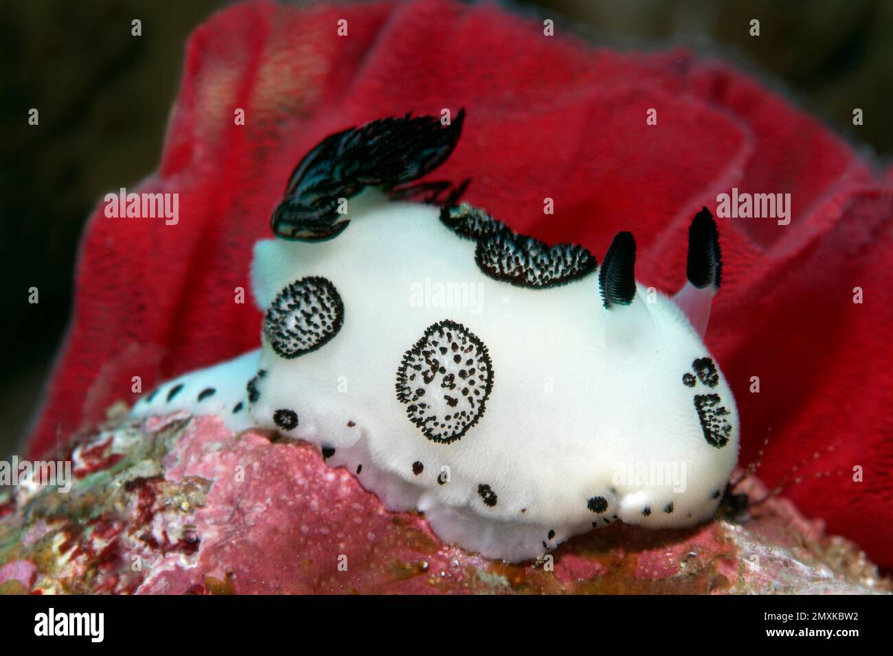 Hind gill snail, nudibranch (Jorunna funebris) in front of clutch of a ...