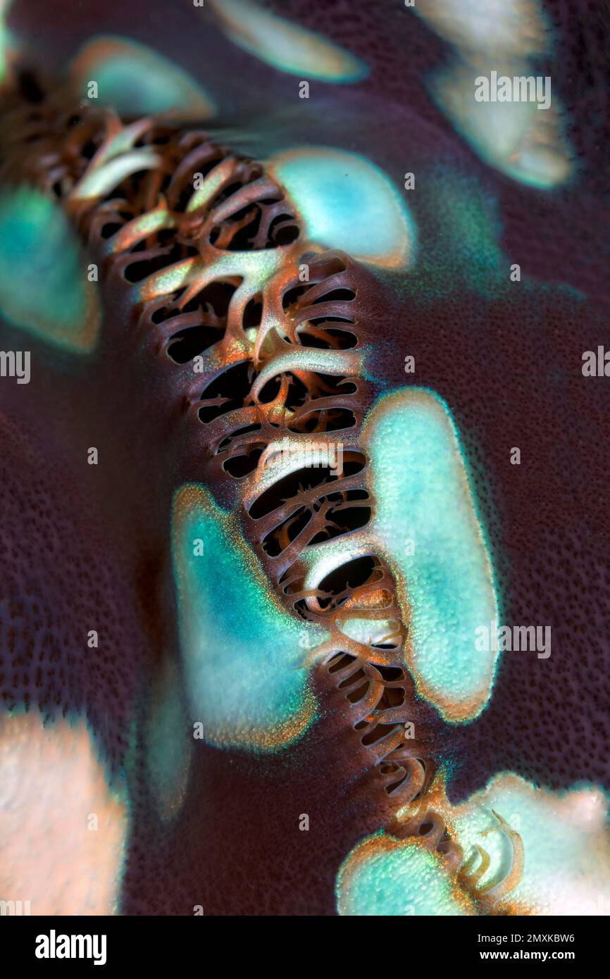 Detail, inflow opening, mussel flesh of a giant clam (Tridacna sp ...
