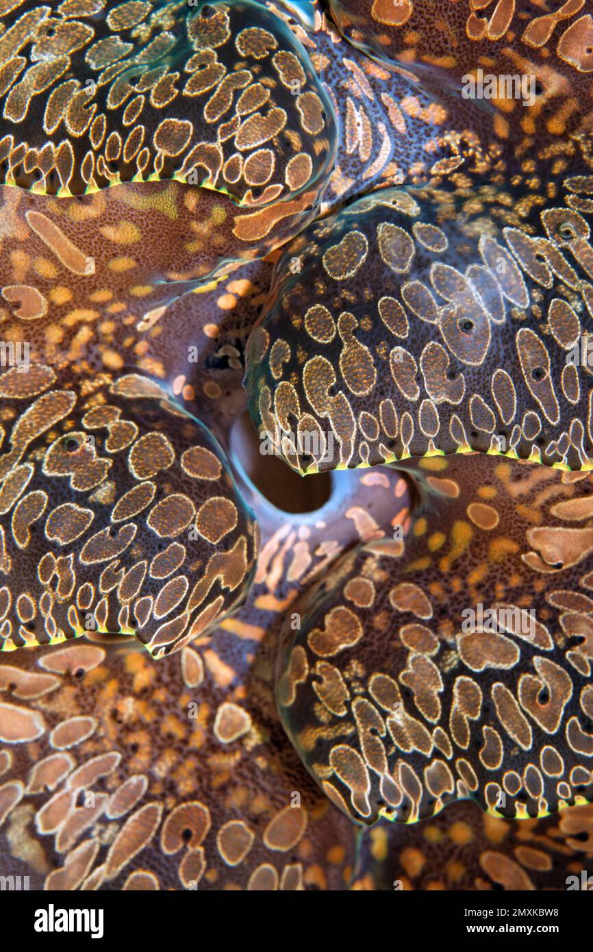 Detail, outflow opening, mussel flesh of a giant clam (Tridacna sp ...