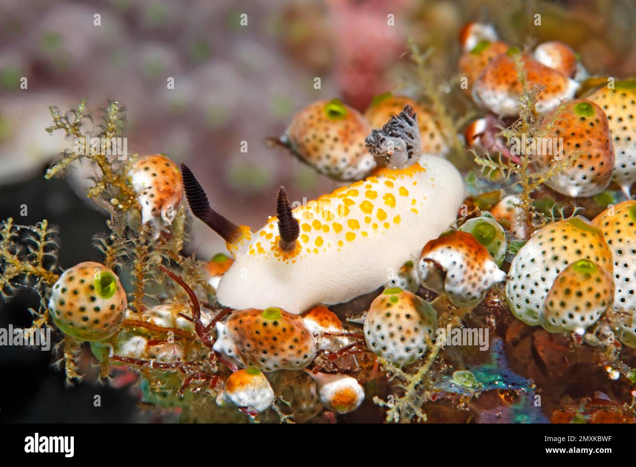 Yellow-spotted star snail (Cadlinella sp.) Nudibranch, Opisthobranchia ...