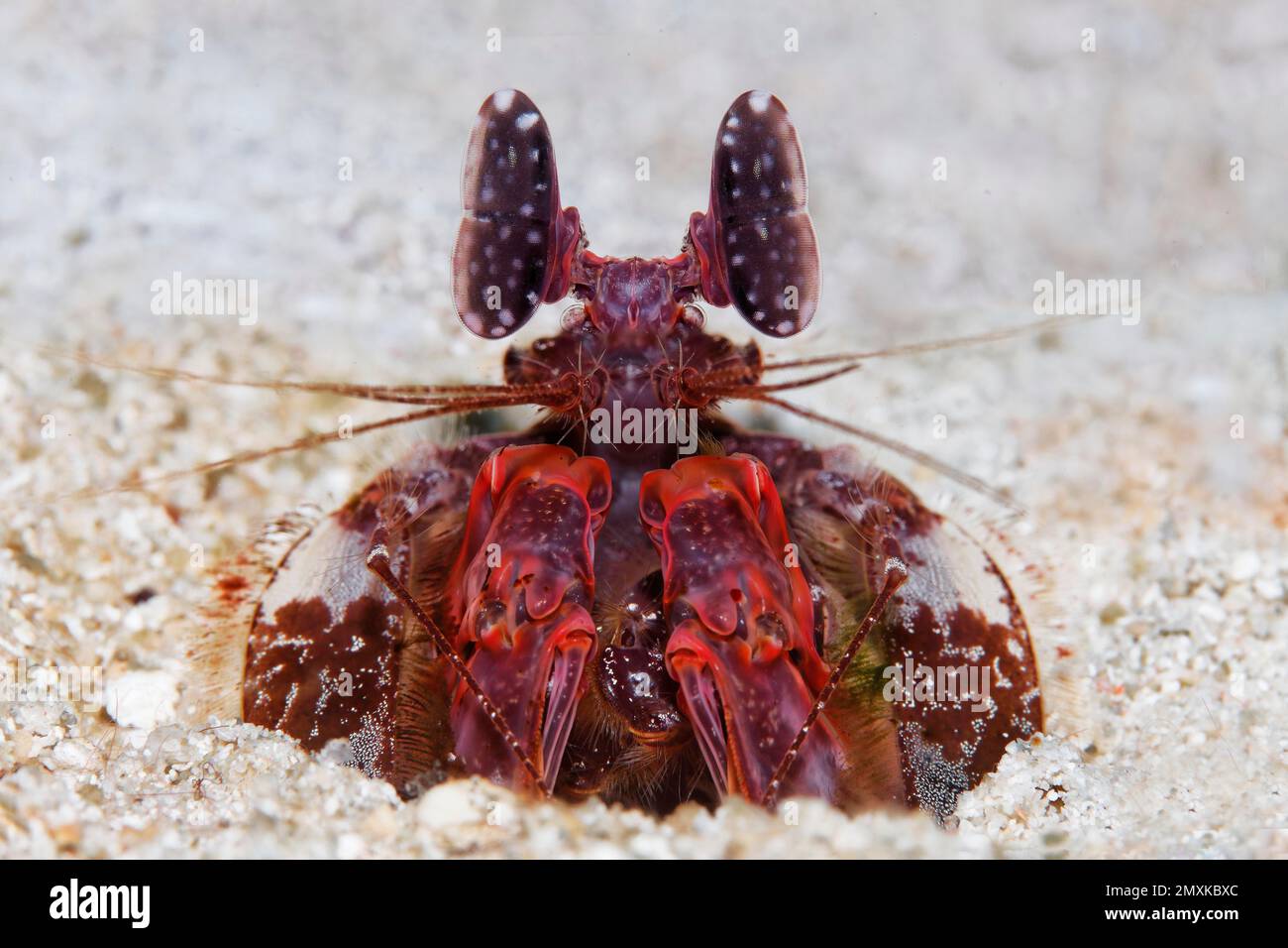 Spear mantis shrimp (Lysiosquillina lisa), sitting in its hole in the ...