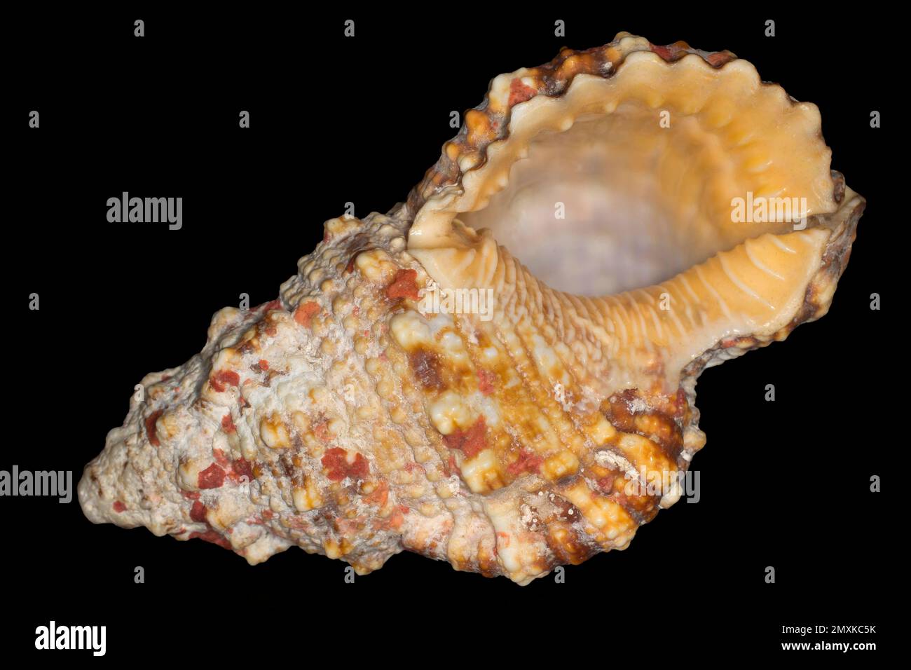 Reddish frog snail (Tutufa rubeta), western Polynesia, studio ...