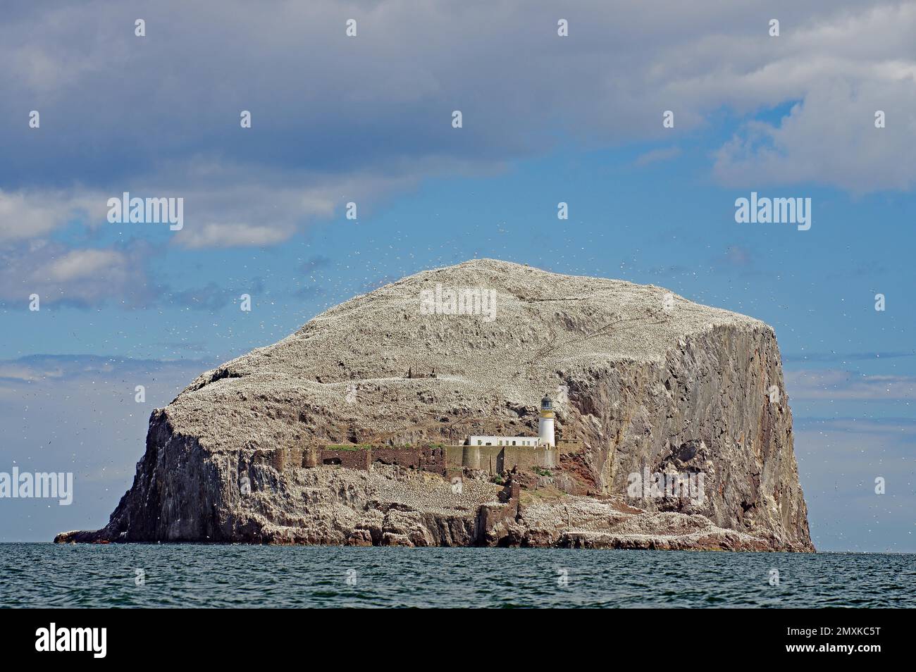 Lighthouse and cliffs, rocks, sky with countless birds, gannets Bass ...