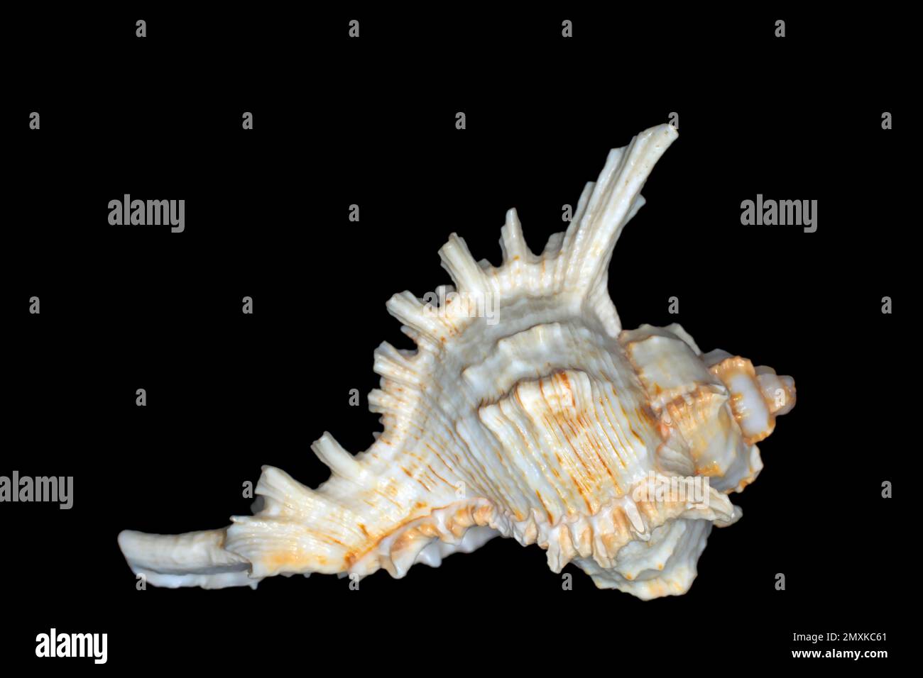 Ramose murex (Chicoreus ramosus), Pacific Ocean, studio photograph with ...