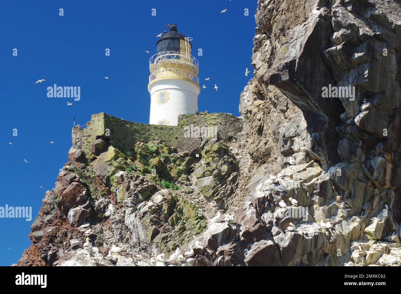 Lighthouse, walls and cliffs, blue sky with countless birds, gannets ...
