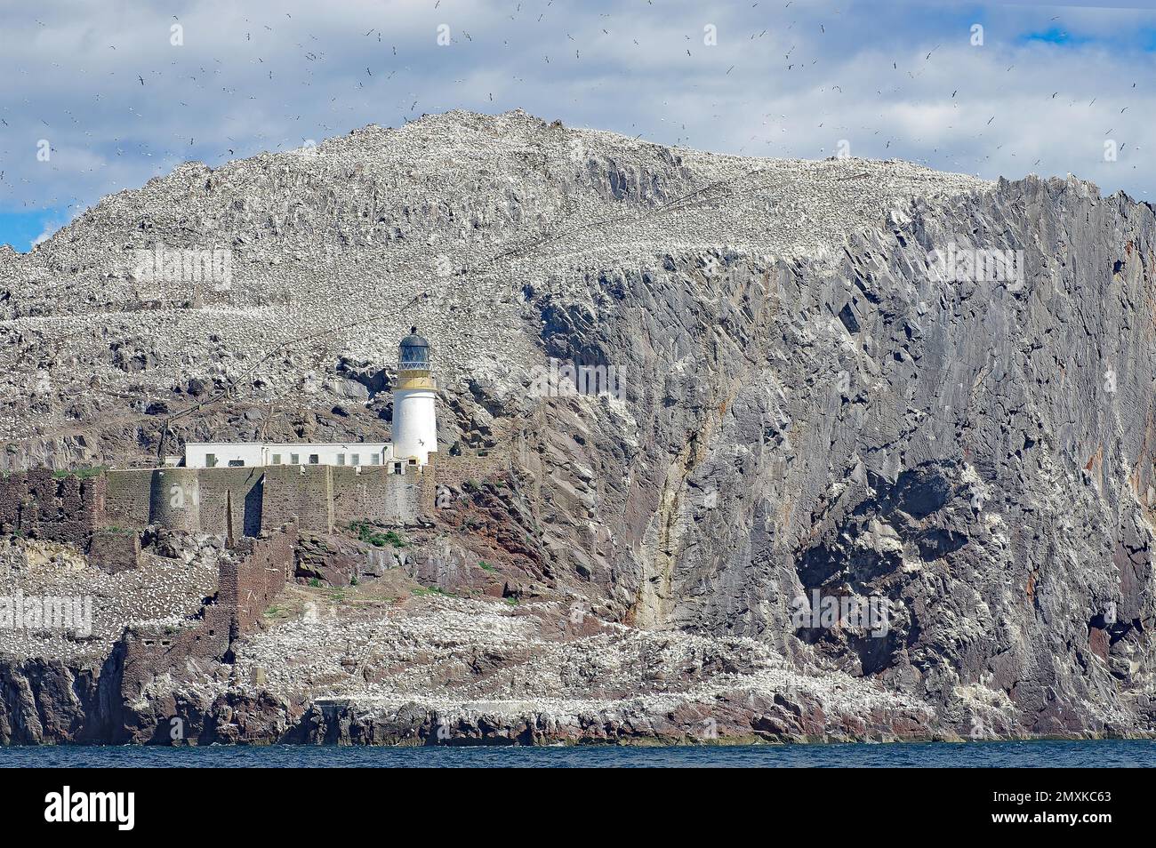 Seafaring birds hi-res stock photography and images - Alamy