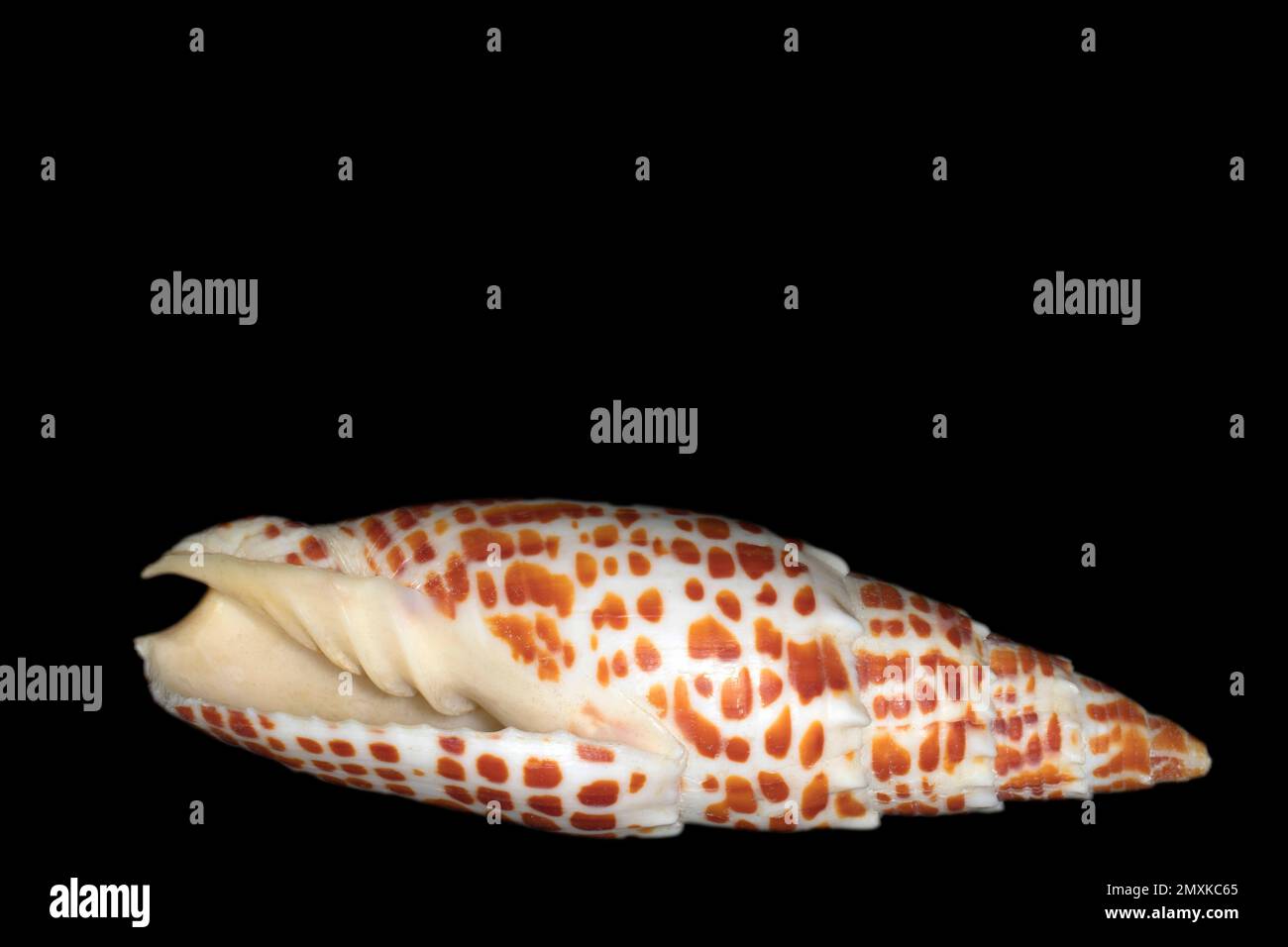 Sea snail Mitra papalis, Indo West Pacific, Samar Island, Philippines ...