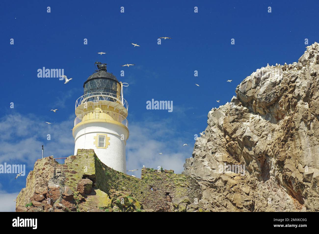 Lighthouse and cliffs, blue sky with countless birds, gannets Bass Rock ...