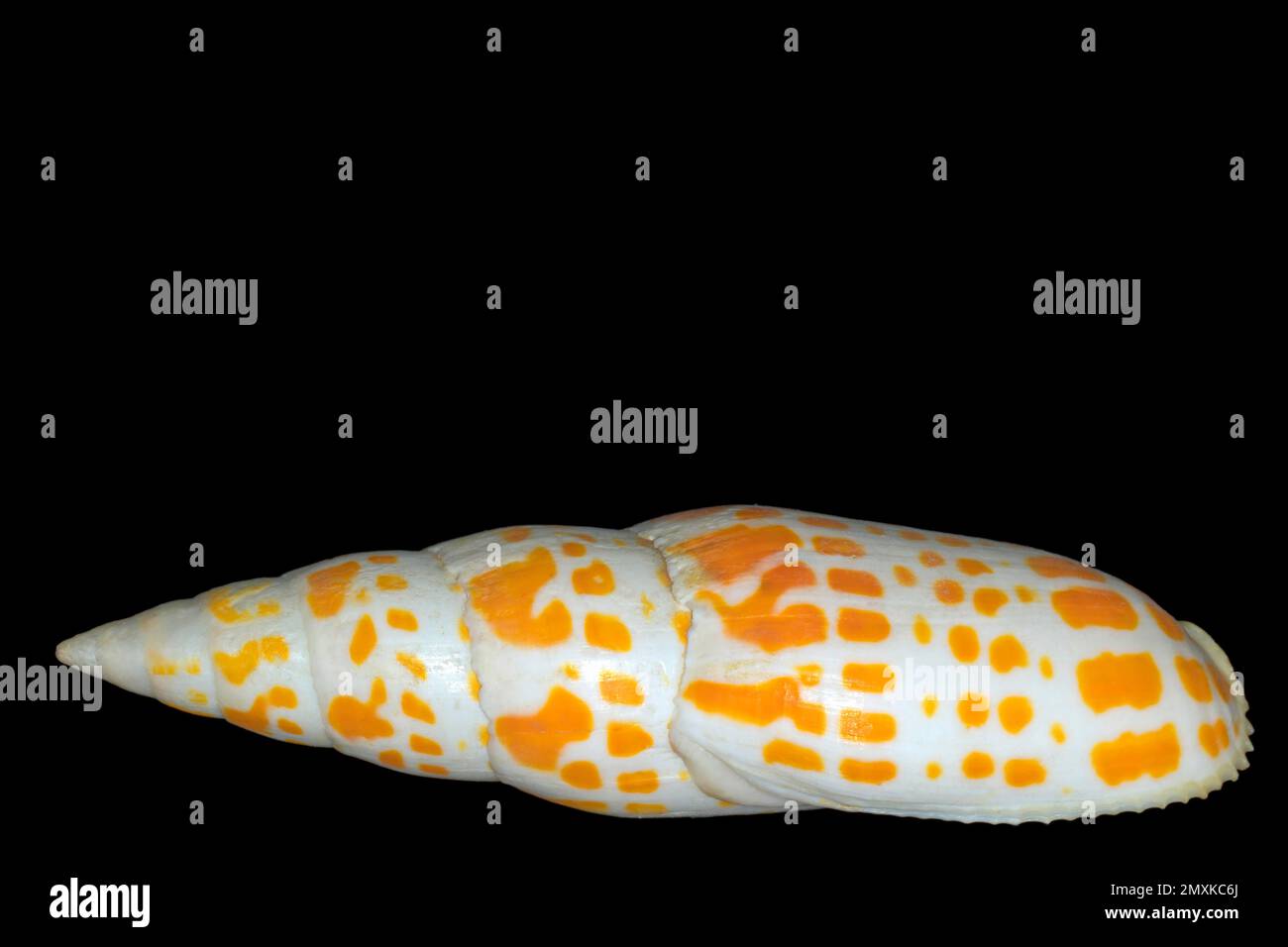 Sea snail Mitra papalis, Philippines, studio photography black ...