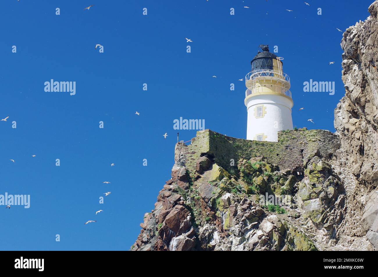 Lighthouse and cliffs, blue sky with countless birds, gannets Bass Rock ...