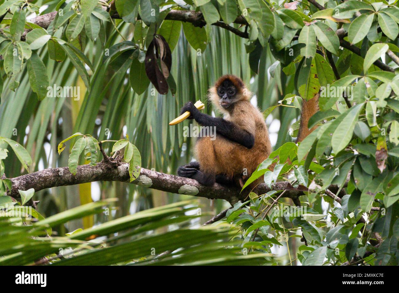 Geoffroy's spider monkey (Ateles geoffroyi) sitting in a tree and ...