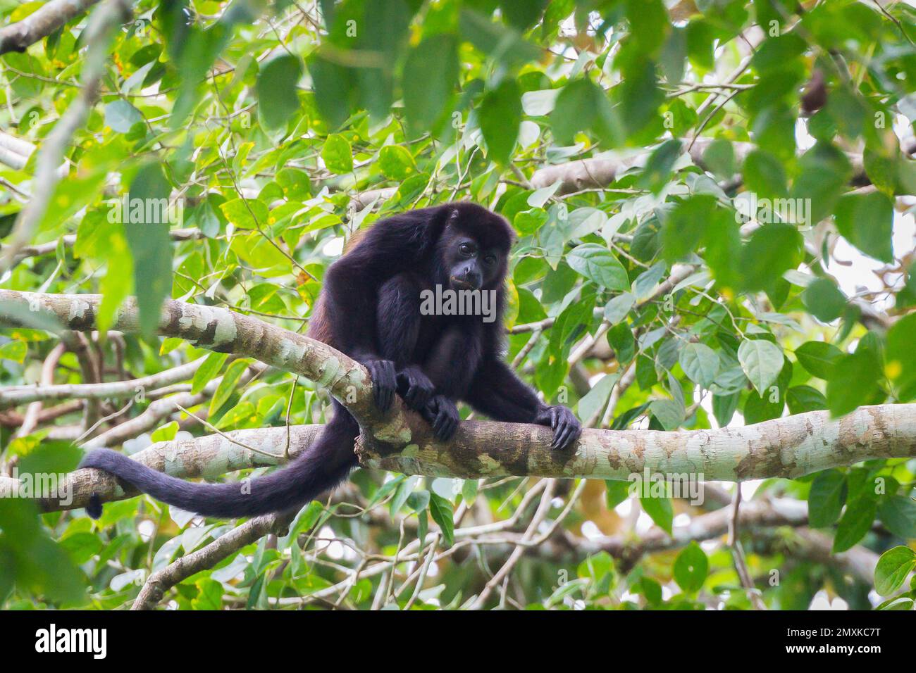 Limon province hi-res stock photography and images - Alamy