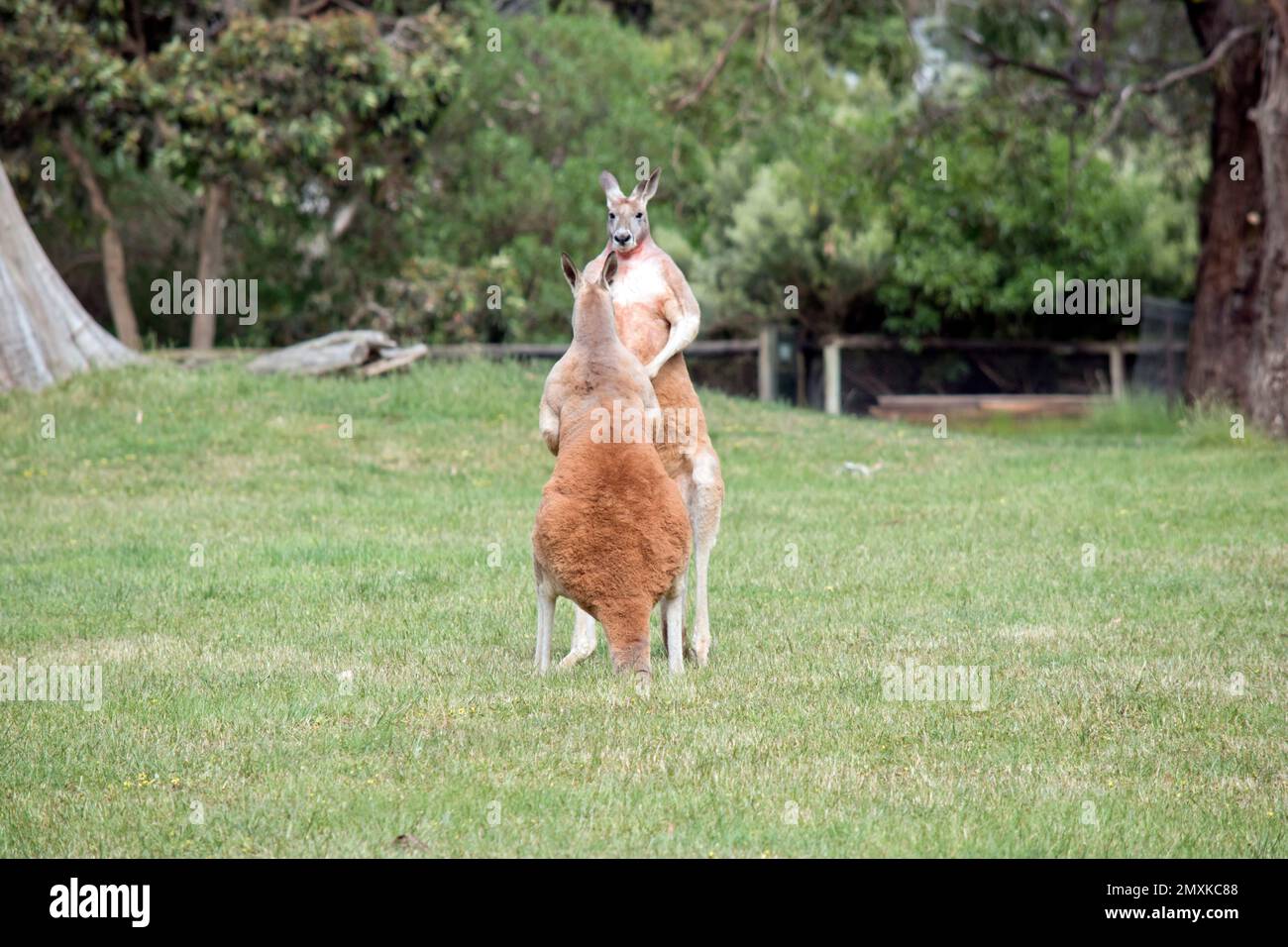 the two male kangaroos are fighting over who will end up mating with ...
