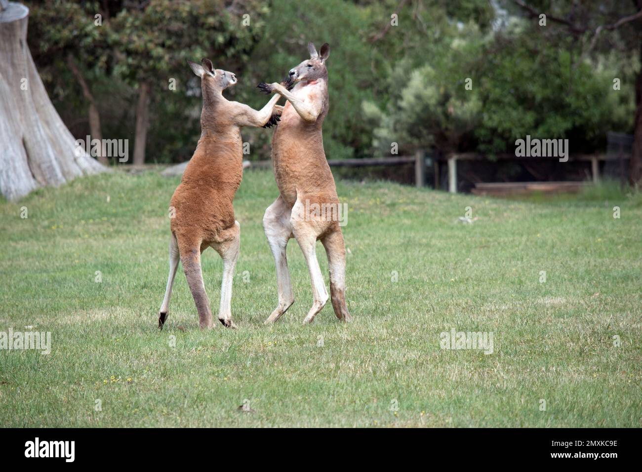Mating kangaroos hi-res stock photography and images - Alamy
