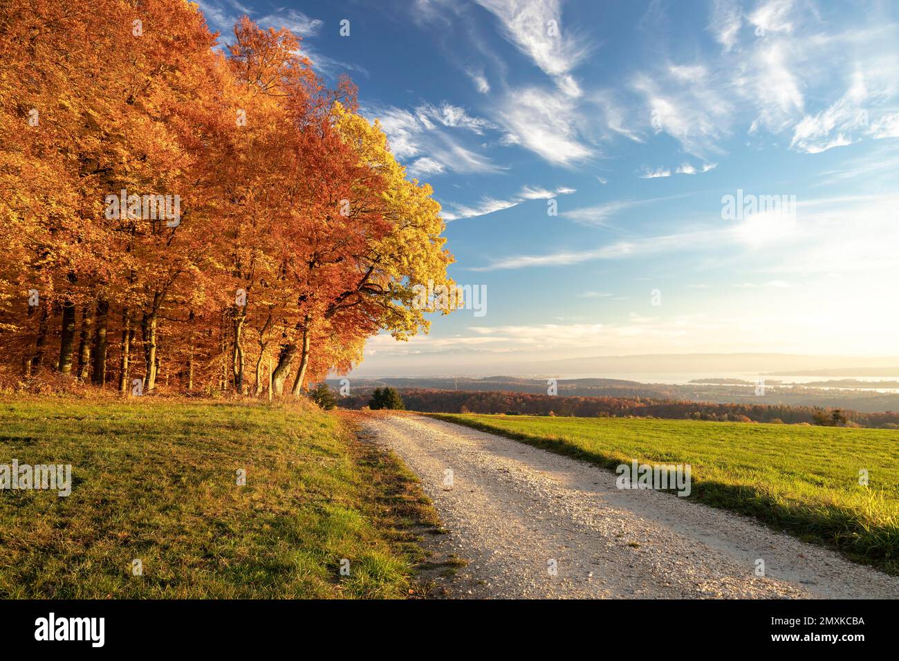 Colourful autumn colours in the forest near Liggeringen, Bodanrück ...