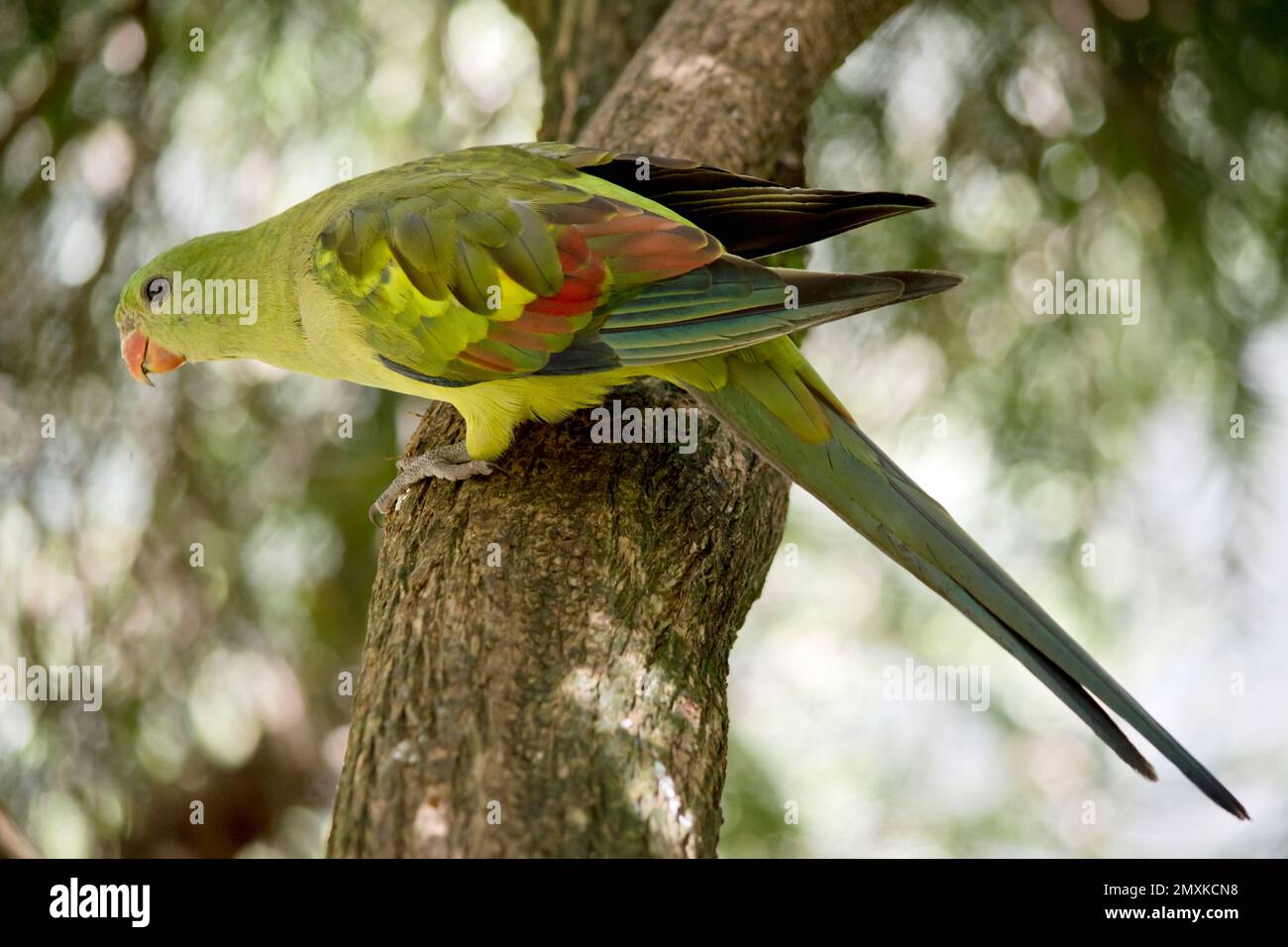 the female regent parrot is light green with an orange beak and dark ...