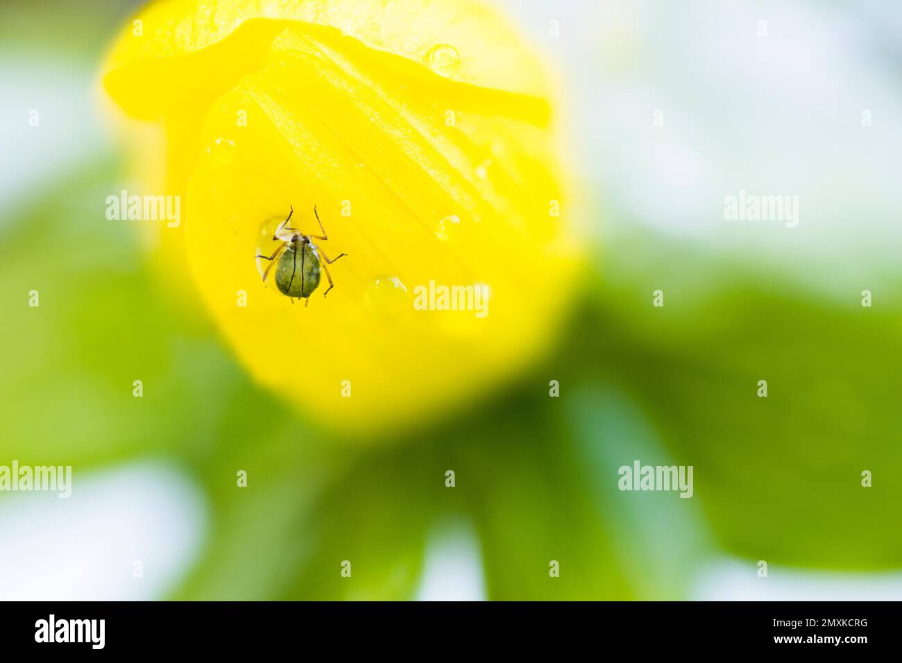 Aphid (Aphidoidea) on the flower of the winter aconite (Eranthis ...