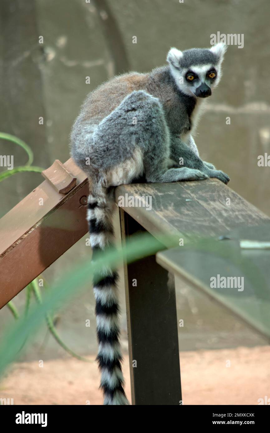 the ring tailed lemur faces are white with dark triangular eye patches ...