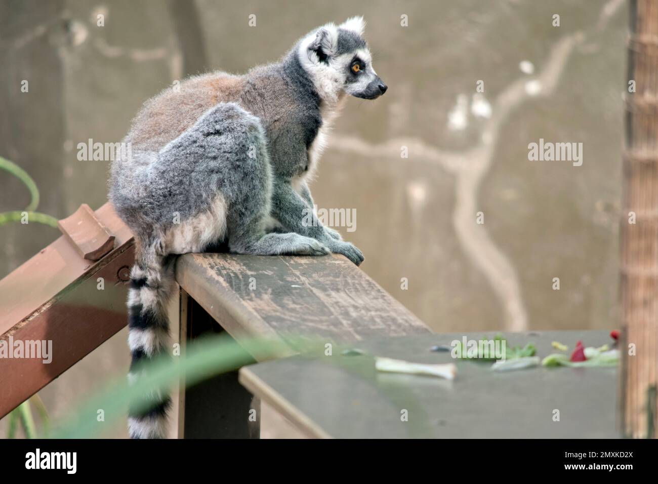 Dark triangular eye patches hi-res stock photography and images - Alamy