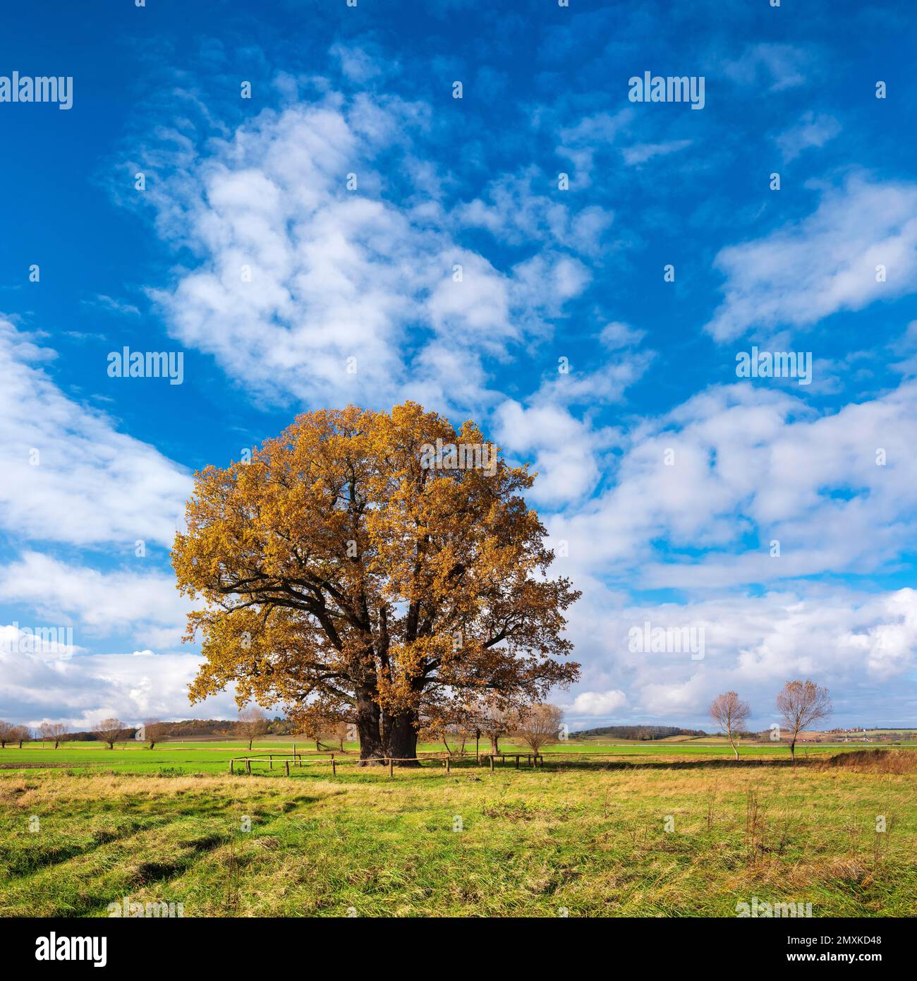 Five Brothers Oak in autumn, natural monument, five-trunked oak ...