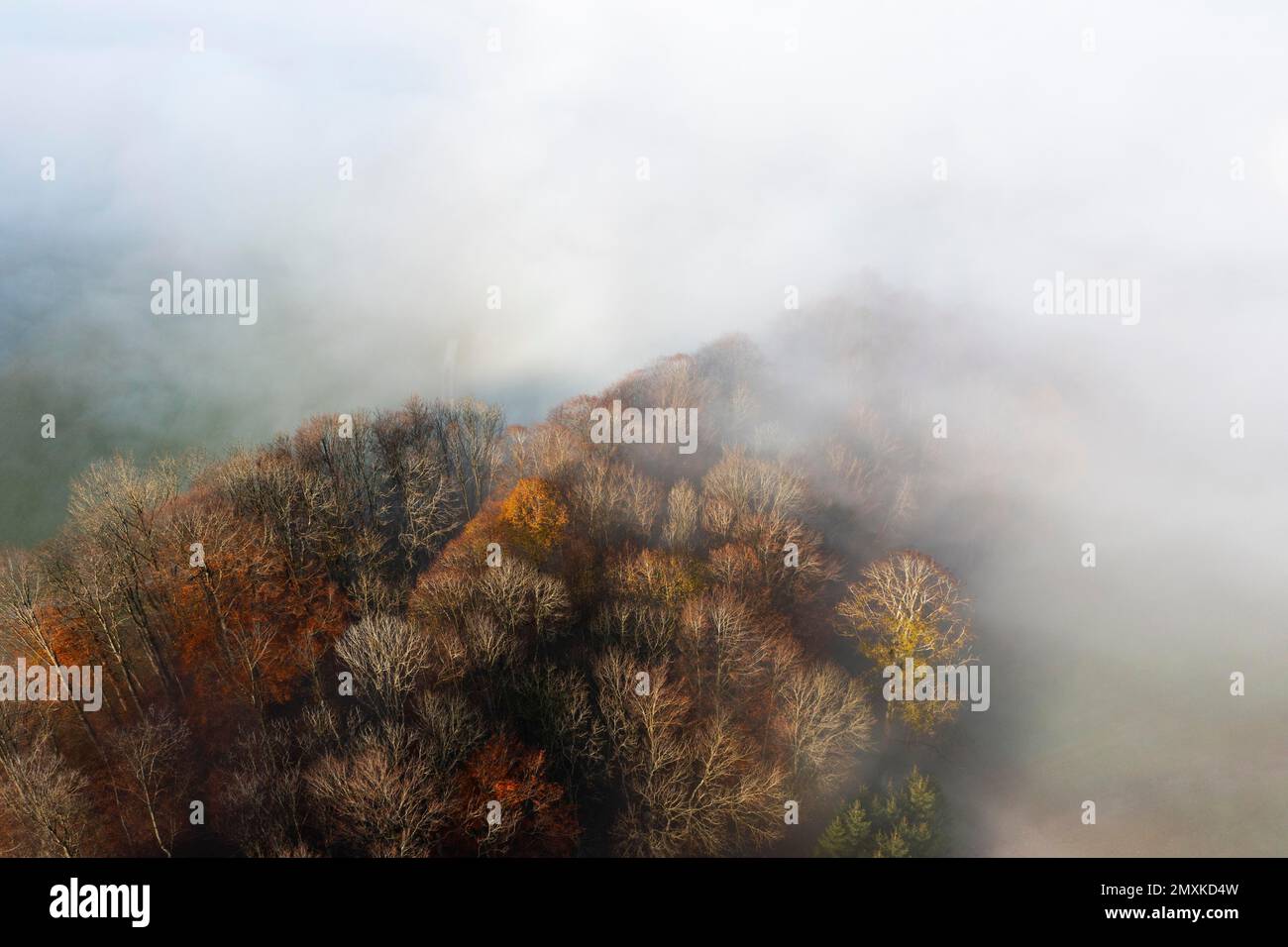 Drone shot, group of trees rising from the ground fog, inversion ...