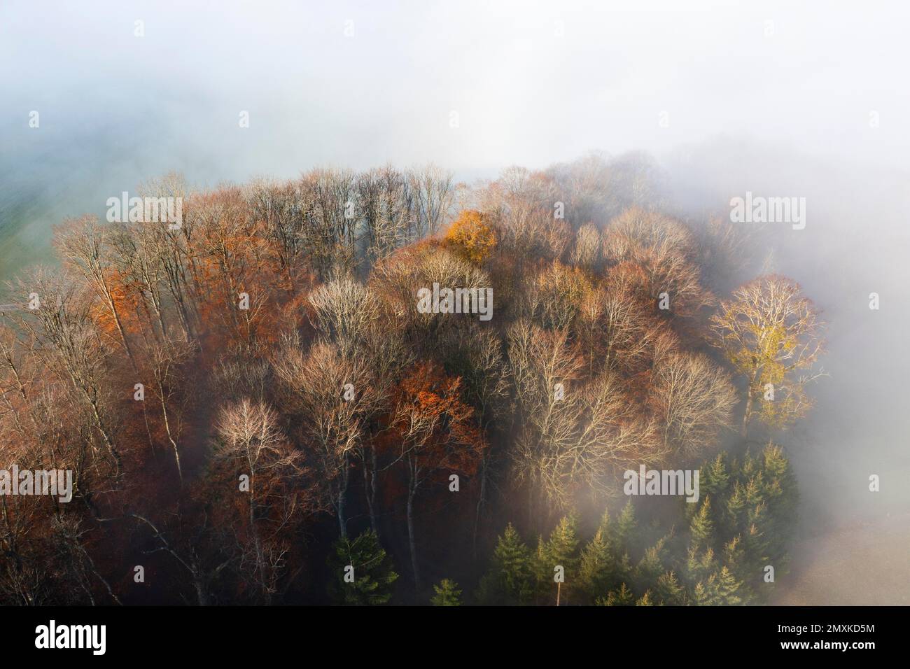 Drone shot, group of trees rising from the ground fog, inversion ...
