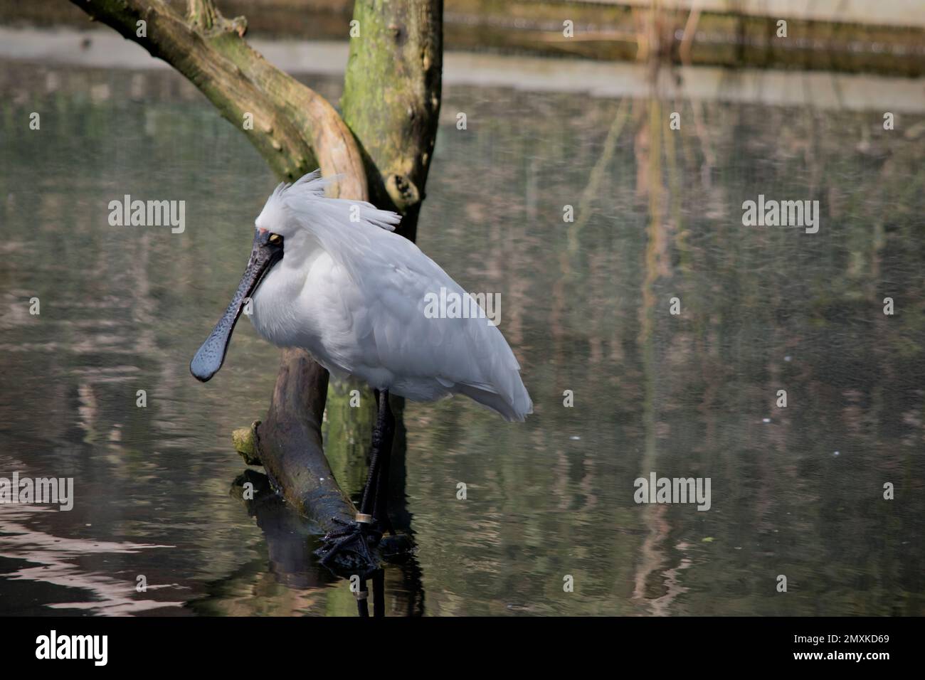 the royal spoonbill is perched on a tree branch overhanging the lake Stock Photo - Alamy