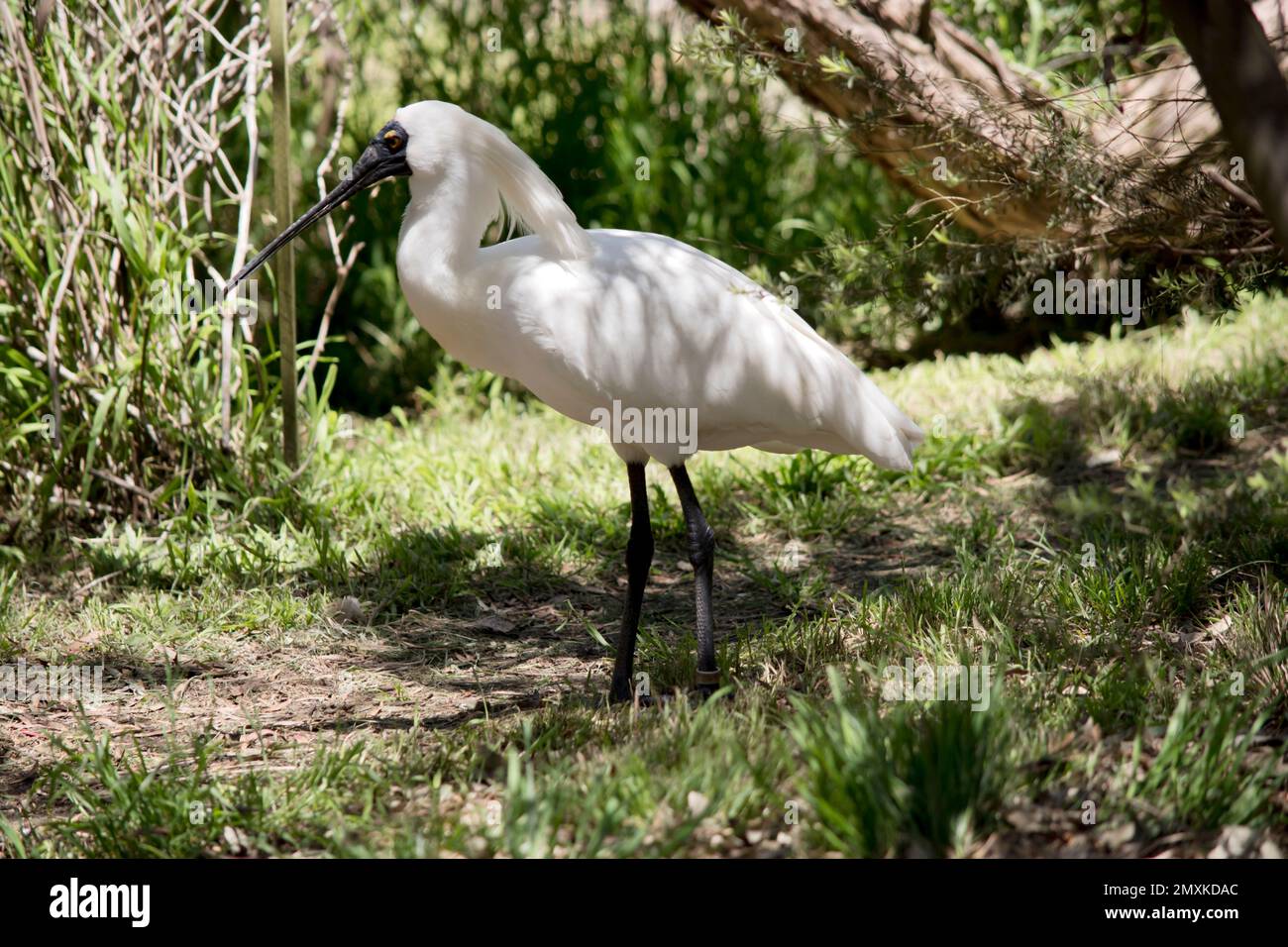 the royal spoonbill is a tall white bird with a black bill in the shape ...