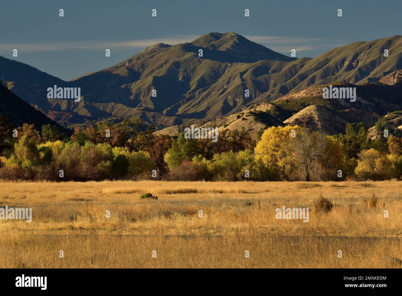 Fall yellow cottonwood trees along hi-res stock photography and images ...