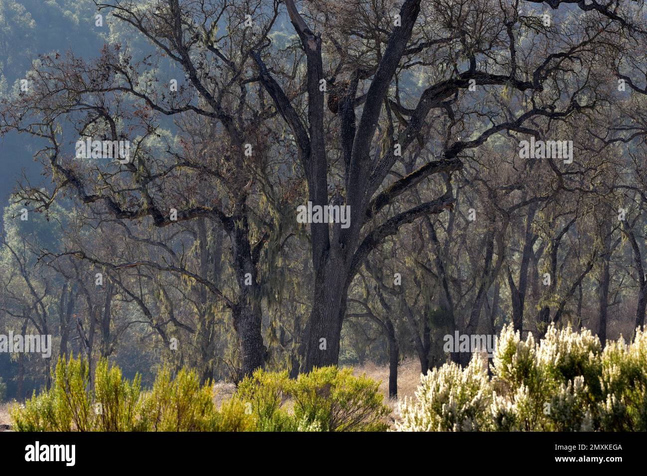 Big, old oak trees with lichens in spring, Santa Margarita Lake ...