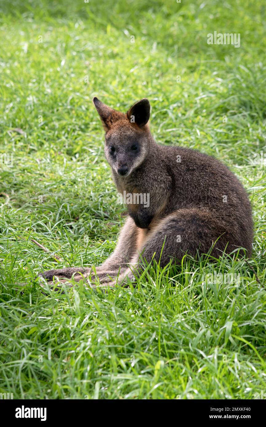 Swamp wallaby joey hi-res stock photography and images - Alamy