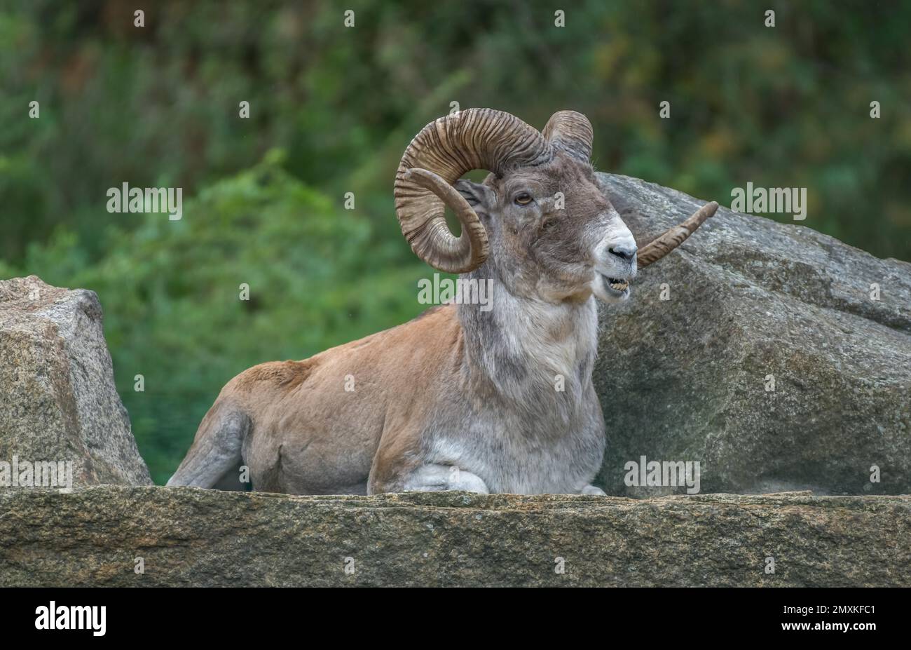 Where Do Marco Polo Sheep Live