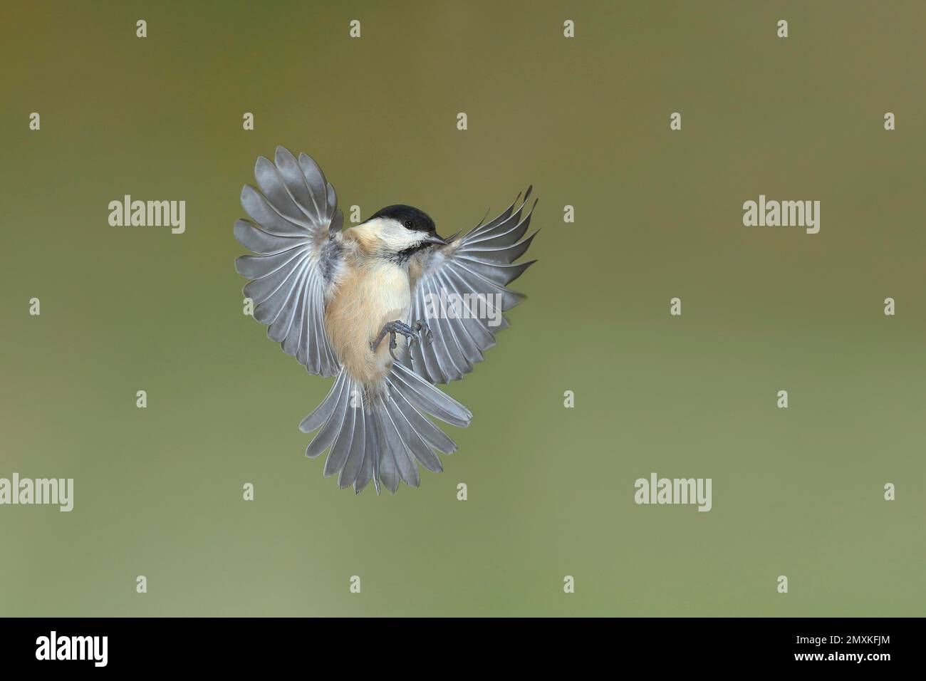 Willow tit (Parus montanus) in flight, Siegerland, North Rhine ...