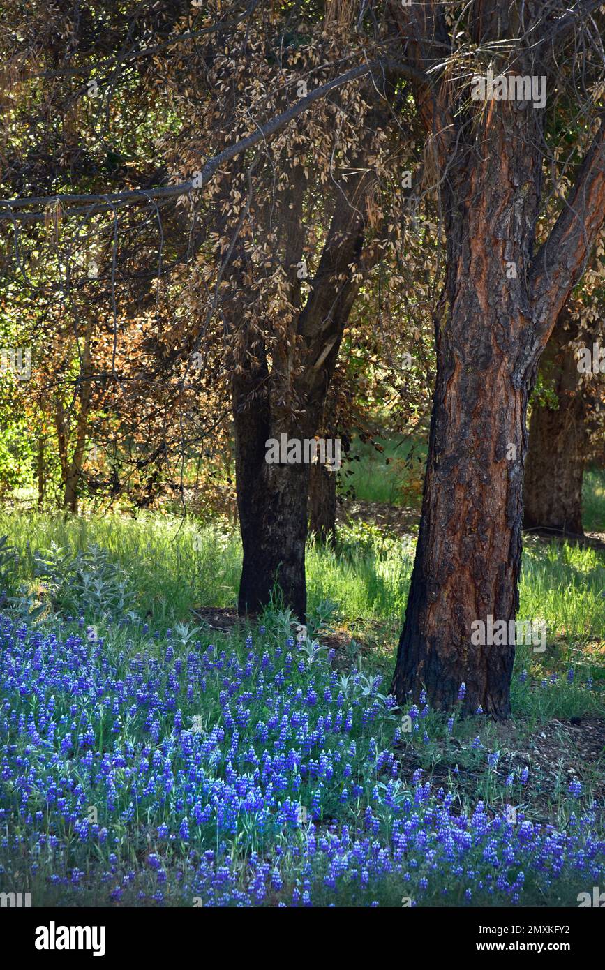 Lupines bloom on brilliant green hills dotted with oak trees several ...