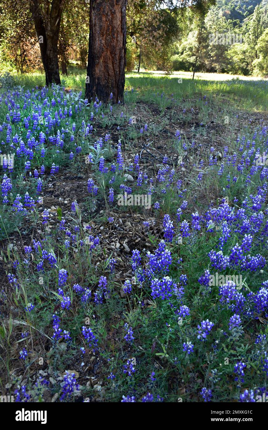 Lupines bloom on brilliant green hills dotted with oak trees several ...