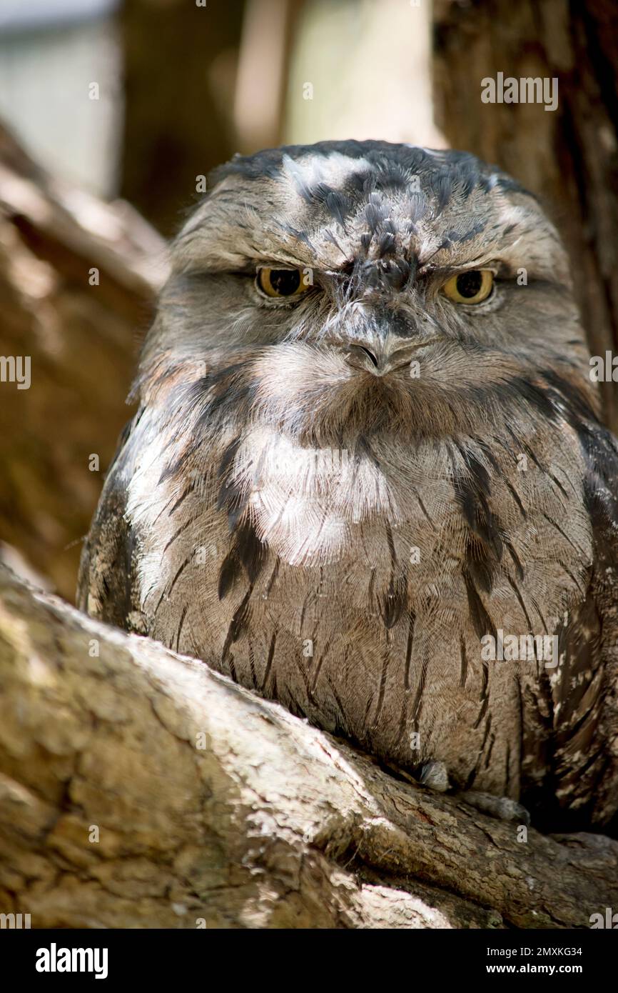 the tawny frogmouth plumage is mottled grey, white, black and rufous ...
