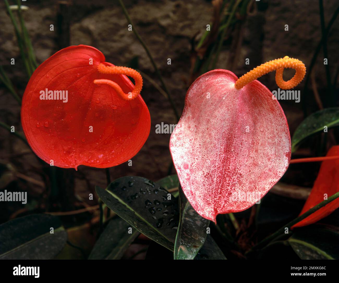 Anthurium sp. tail flowers flamingo flowers and lace leaf flower in ...