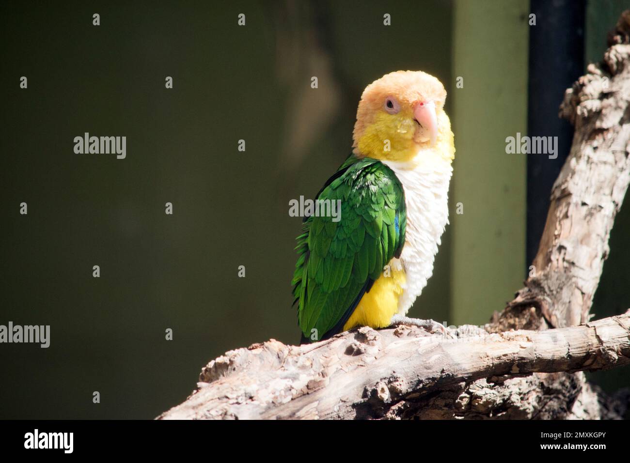 White bellied caique have an orange head or yellow cheeks, cream bill ...